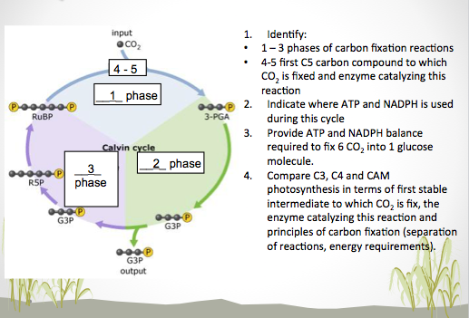 Carbon Fixation