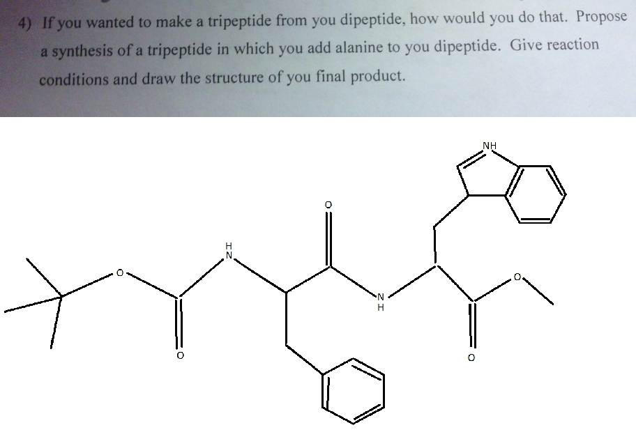 Solved The bottom skeleton is our dipeptide with tryptophan | Chegg.com