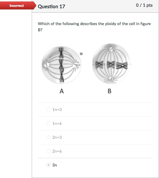 Solved Incorrect 0 1 pts Question 5 What is the ploidy of | Chegg.com