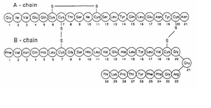 The human insulin primary sequence is given below. | Chegg.com