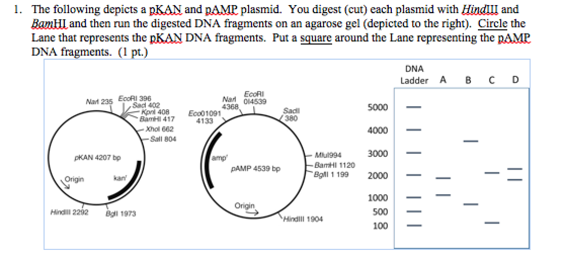 Solved The following depicts a pKAN and pAMP plasmid. You | Chegg.com