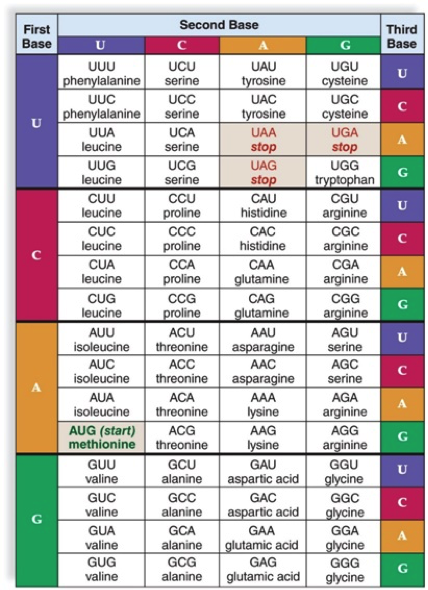 Solved Second Base First Base Third Base Besign ? UUU | Chegg.com