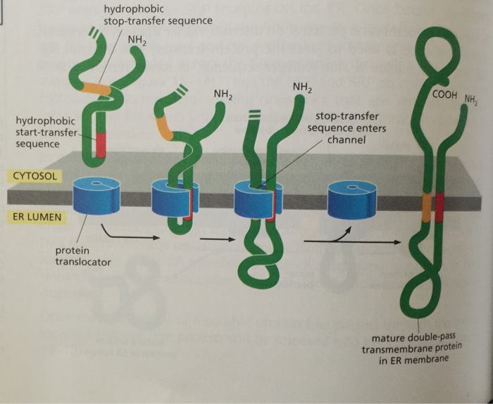 Solved hydrophobic stop-transfer sequence NH SNH2 NH2 COOH | Chegg.com
