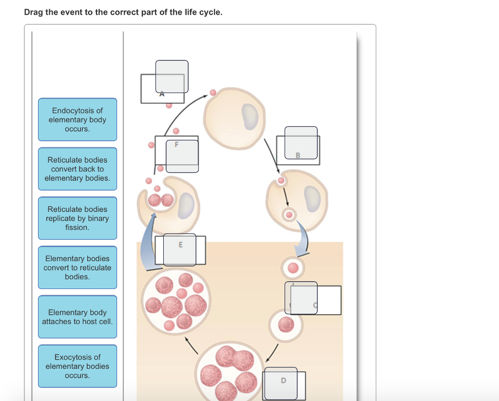 Solved Drag the event to the correct part of the life cycle | Chegg.com