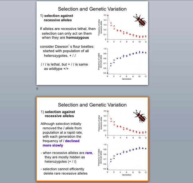 Solved Selection and Genetic Variation 1) selection against | Chegg.com