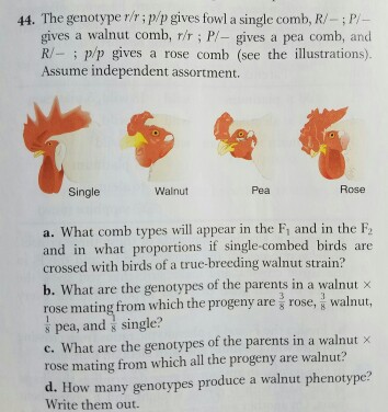 Solved gives a walnut comb, r/r P/- gives a pea comb, and | Chegg.com