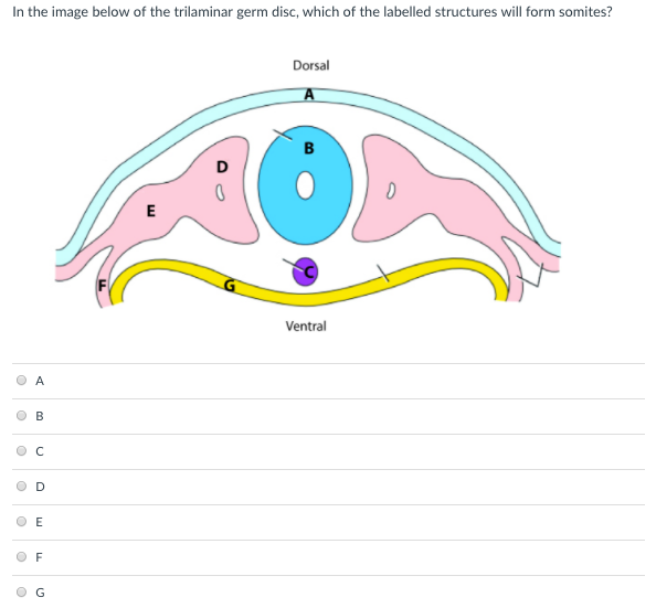 Solved In the image below of the trilaminar germ disc, which | Chegg.com