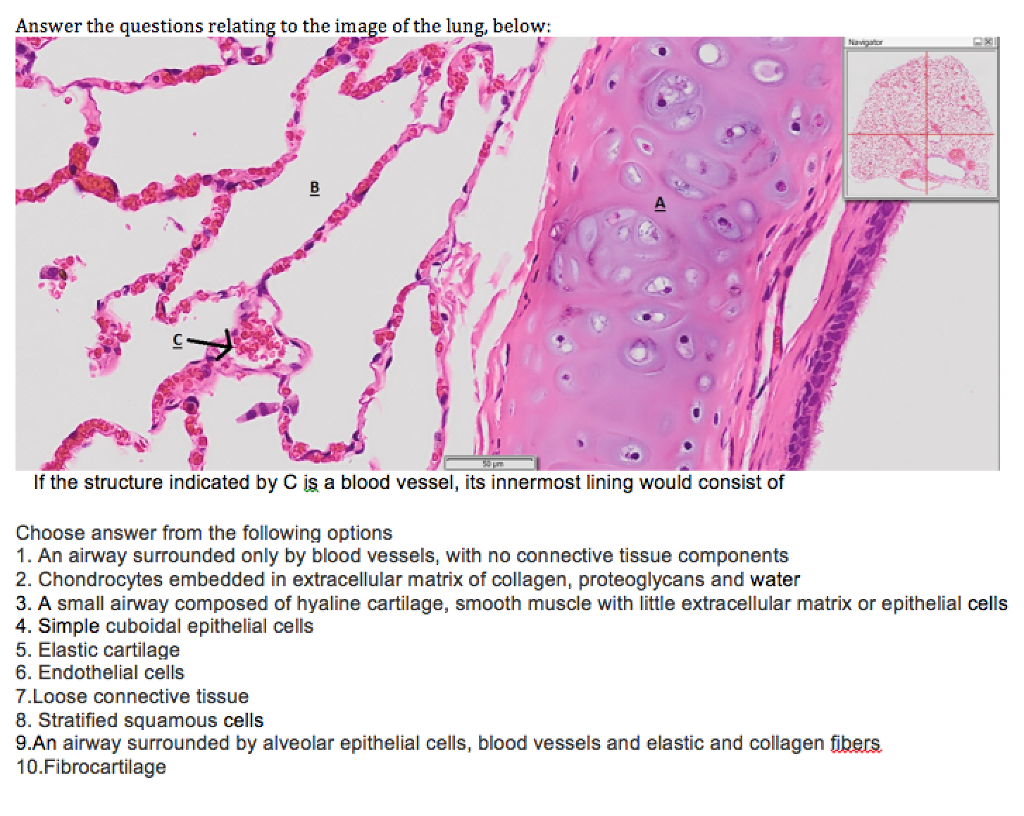Solved Answer The Questions Relating To The Image Of The