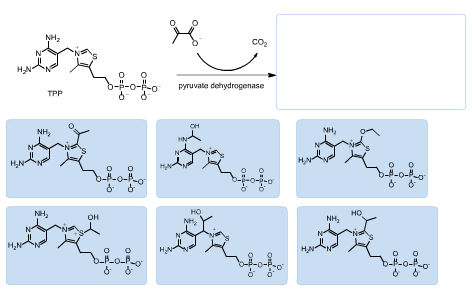 Solved Thiamine pyrophosphate (TPP) is a coenzyme derived | Chegg.com