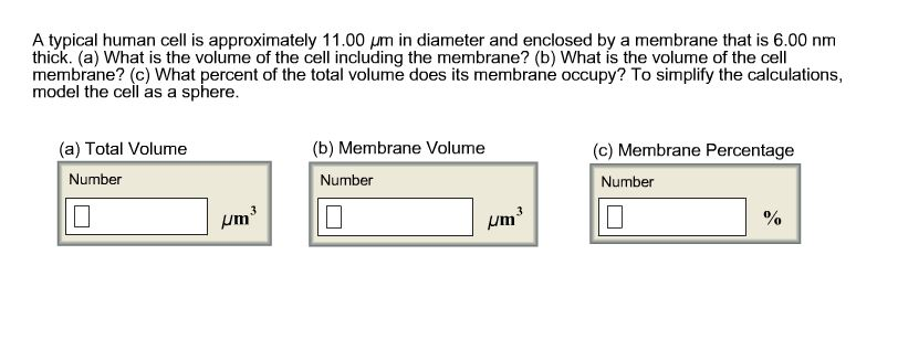 Solved A typical human cell is approximately 11.00 mu m in | Chegg.com