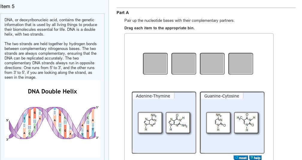 Pair Up The Nucleotide Bases With Their Complementary Partners