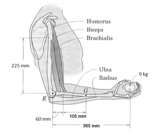 Solved A person is performing slow arm curls lifting a 9 kg | Chegg.com