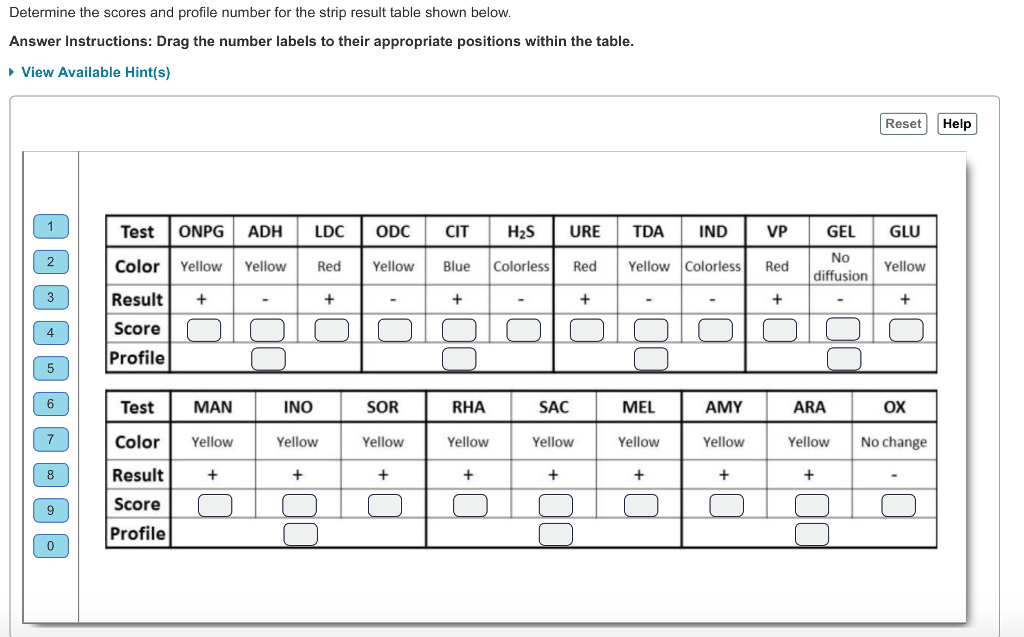 Solved You have just completed an API 20E on an unknown | Chegg.com