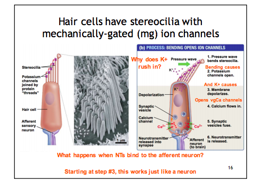 Solved Hair cells have stereocilia with mechanically-gated | Chegg.com
