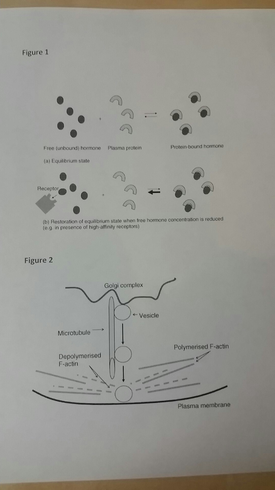Solved Figure 1 Free (unbound) hormone Plasma protein | Chegg.com