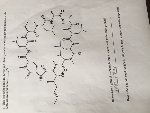 Solved This is a cyclic peptide. Circle and identify amino | Chegg.com