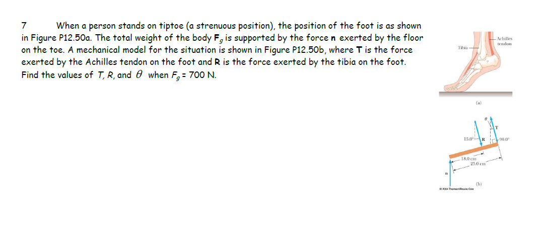 Solved When a person stands on tiptoe (a strenuous | Chegg.com
