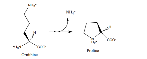Solved Certain species of bacteria possess an enzyme, | Chegg.com