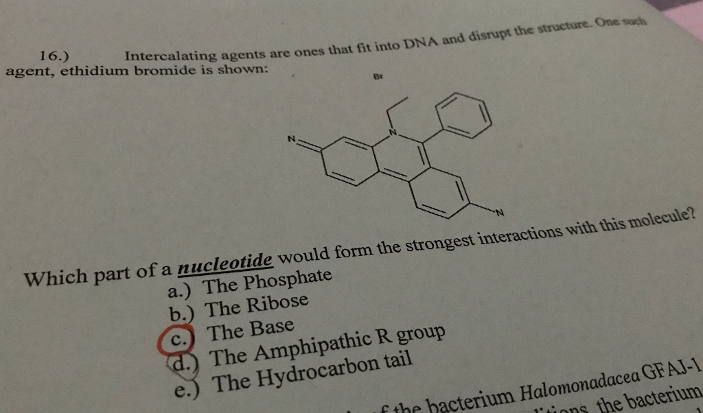 Solved 16.) agent, ethidium bromide is shown: Intercalating | Chegg.com