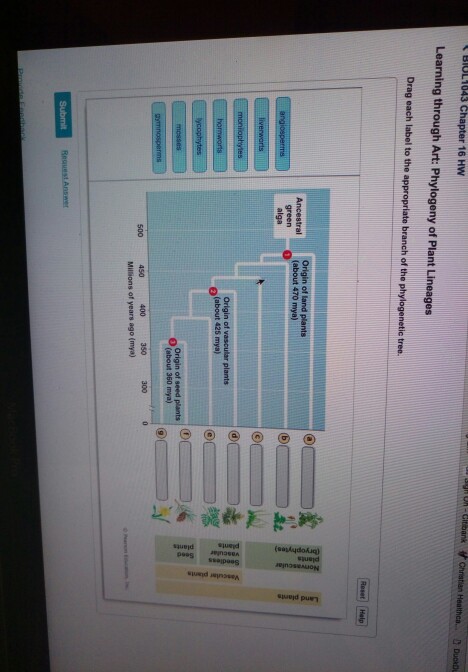 Learning through Art: Phylogeny of Plant Lineages | Chegg.com