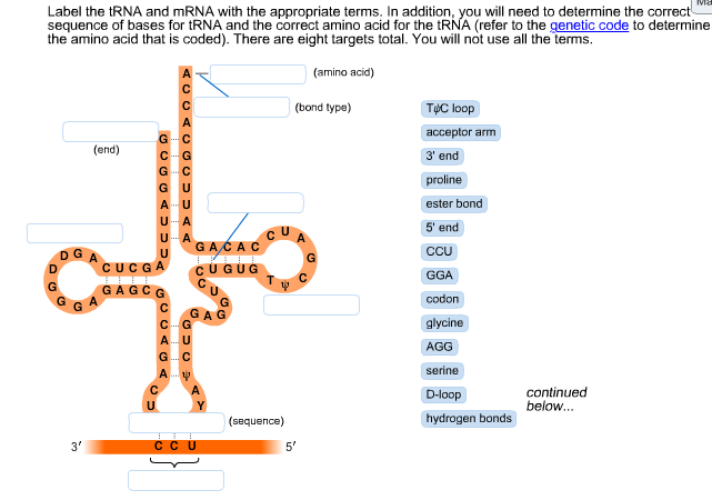 Solved Label The Trna And Mrna With The Appropriate Terms