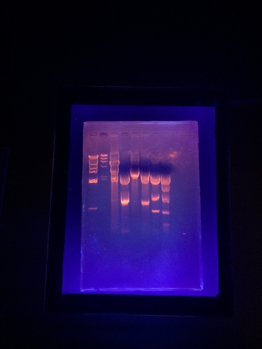 Solved Which sample has the smallest DNA fragment? How can | Chegg.com