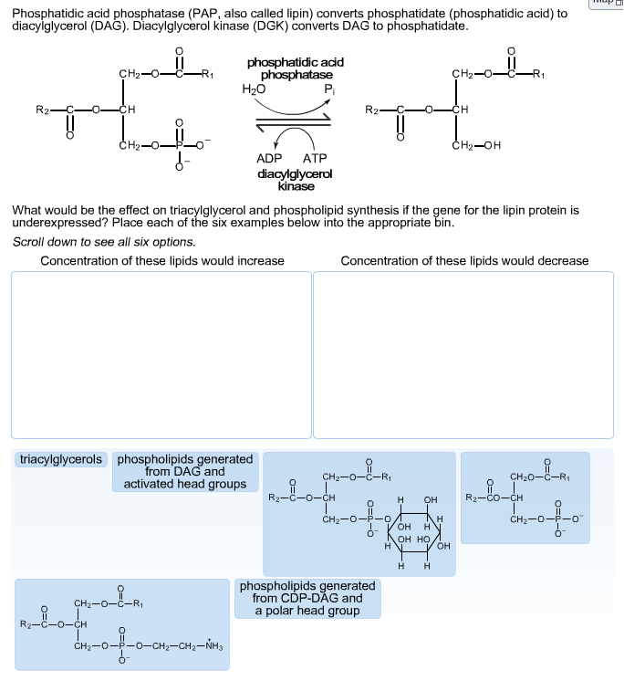 Solved Phosphatidic acid phosphatase (PAP, also called | Chegg.com