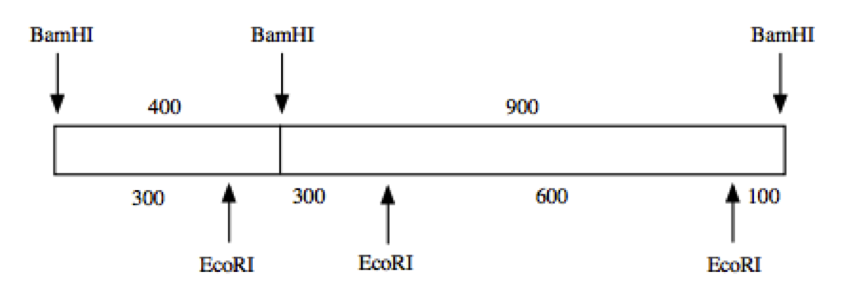 Solved Q1. The drawing below is of a fragment of DNA with | Chegg.com
