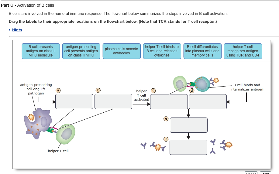 Solved Part C -Activation of B cells B cells are involved in | Chegg.com