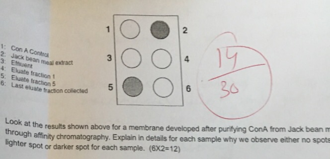Con A Control Jack bean meal extract Effluent elute | Chegg.com