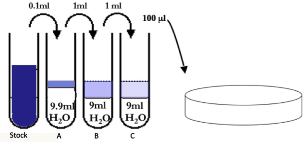 Solved 0.1ml 1ml 1 ml 100 μ1 9.9m 99ml 2 Stock | Chegg.com