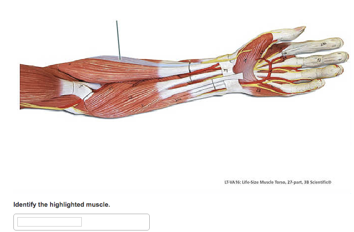 Solved 1 LT VA16: Lifo-Size Muscle Torso, 27 port, 38 | Chegg.com Solved 1 LT VA16: Lifo-Size Muscle Torso, 27 port, 38 | Chegg.com