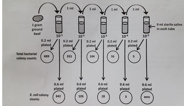 Solved 1 ml 1 ml 1 ml 1 ml 1 gram ground beef 9 ml sterile | Chegg.com