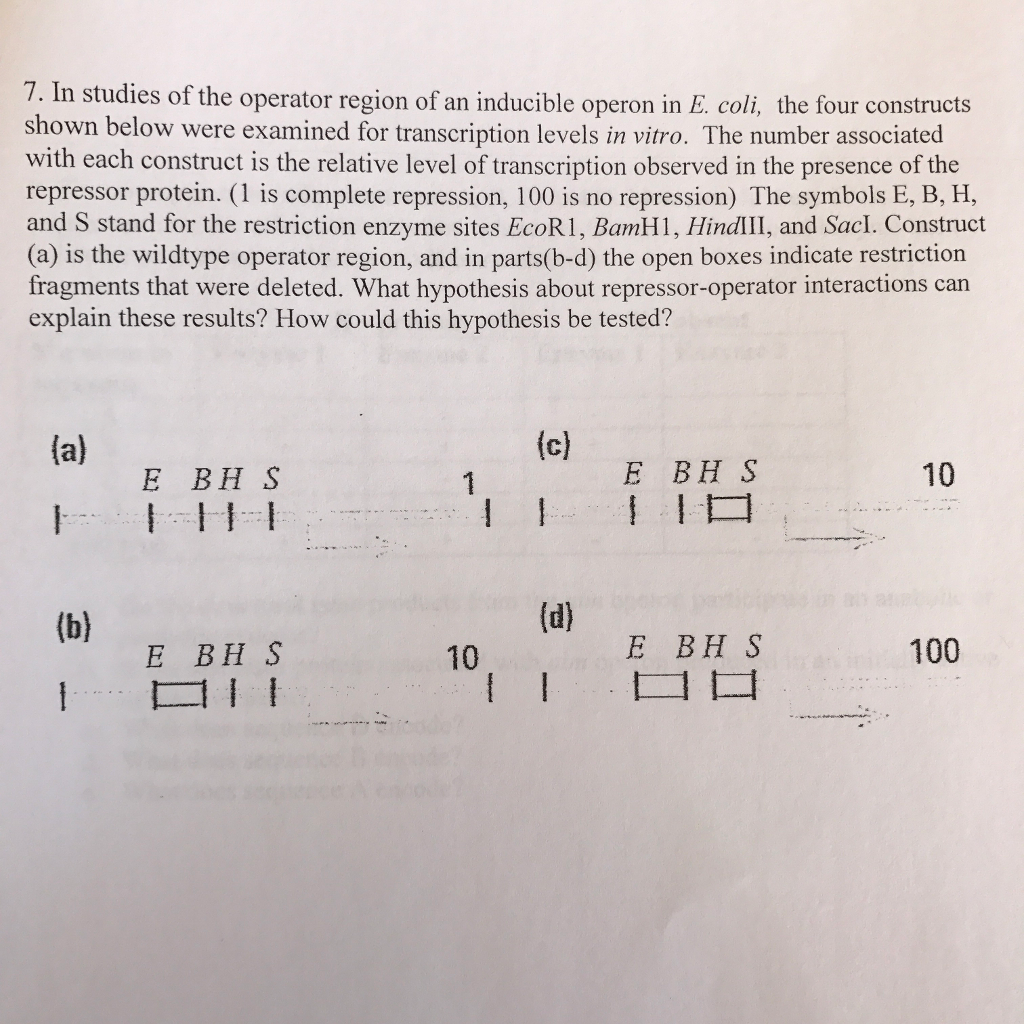Solved In studies of the operator region of an inducible | Chegg.com