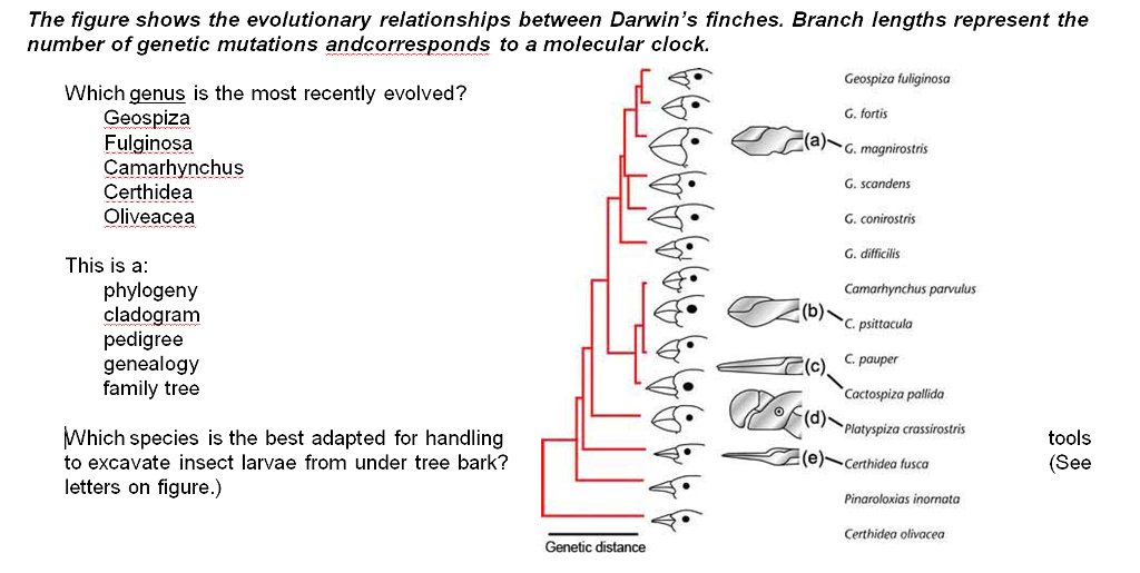 Solved The figure shows the evolutionary relationships | Chegg.com
