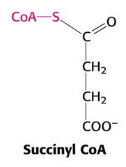 Solved Where is thioester bond in succinyl-CoA and how can I | Chegg.com