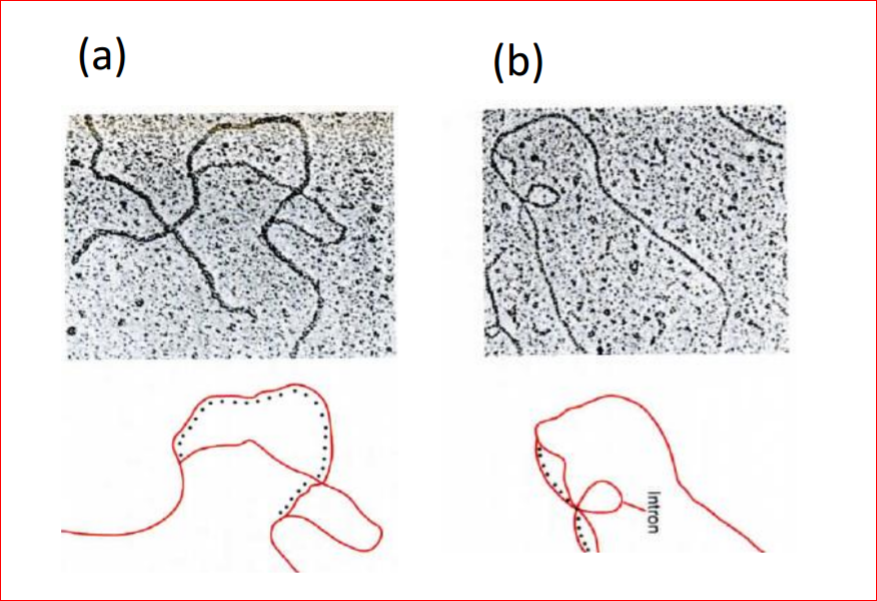 Solved In the R-looping experiment, either mouse globin mRNA | Chegg.com