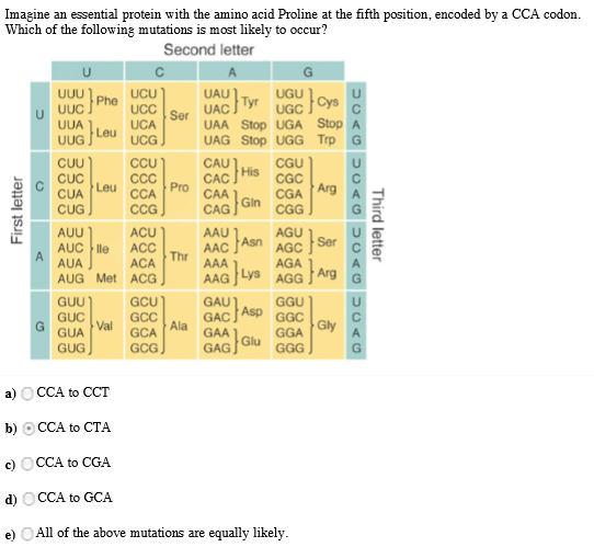 Solved Imagine an essential protein with the amino acid | Chegg.com