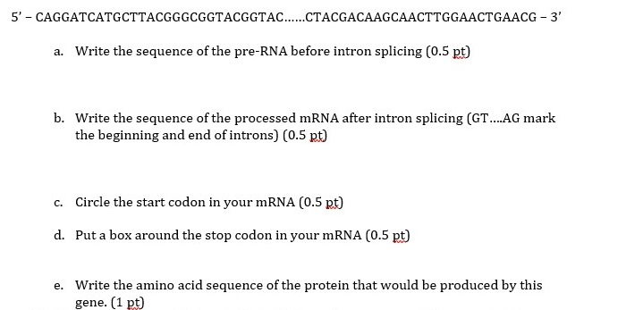 Solved 5' | Chegg.com