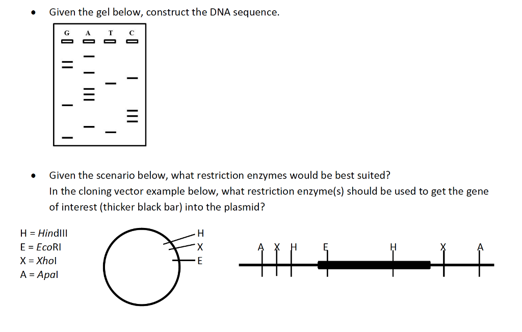 Solved Questions aimed at interpreting DNA sequence from a | Chegg.com