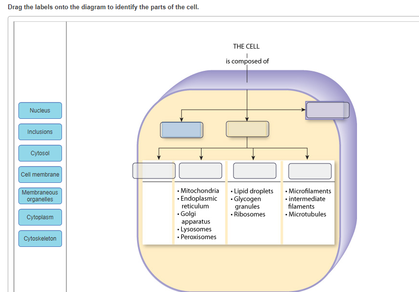 Solved Drag the labels onto the diagram to identify the | Chegg.com