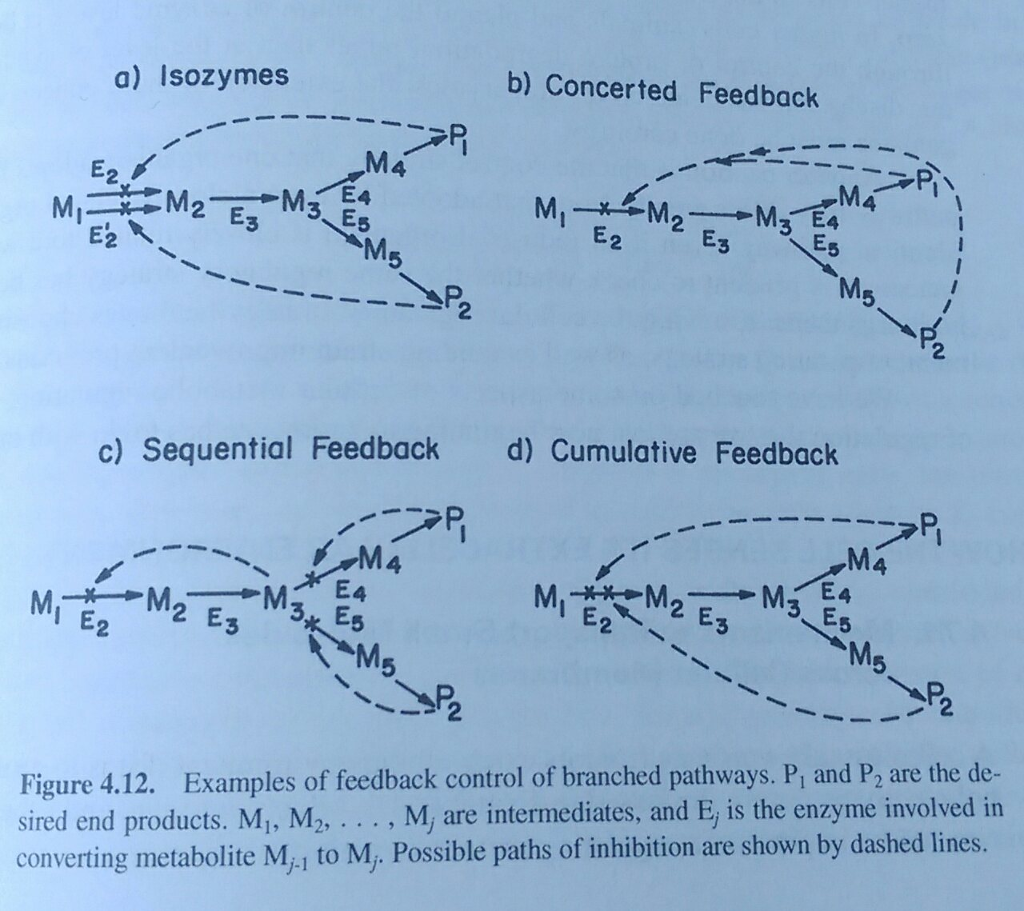 Solved a) Isozymes b) Concerted Feedback Es c) Sequential | Chegg.com