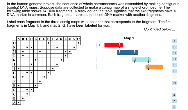Solved In the human genome project, the sequence of whole | Chegg.com