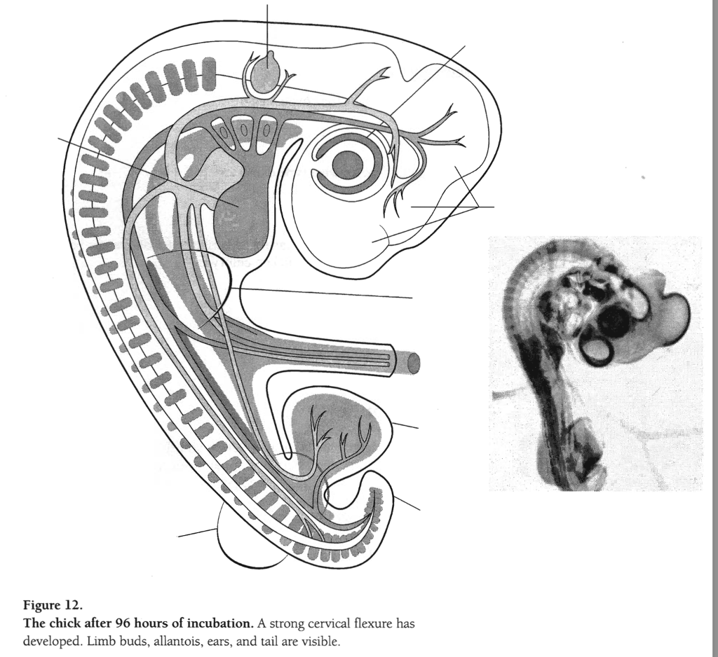 Solved The chick after 96 hours of incubation. A strong | Chegg.com