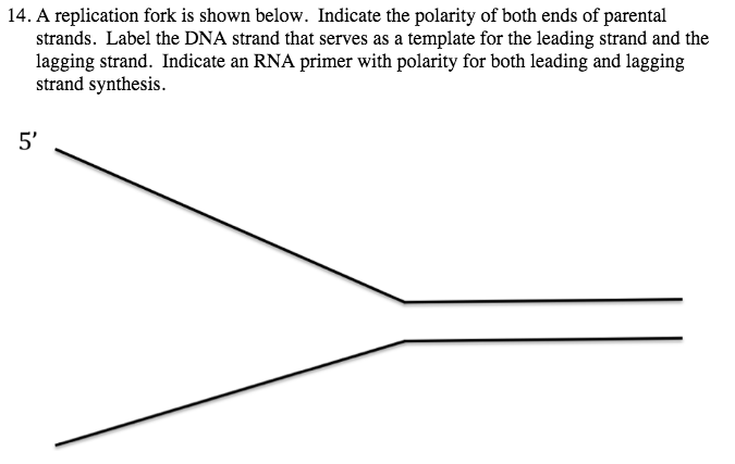 Solved 14. A replication fork is shown below. Indicate the | Chegg.com