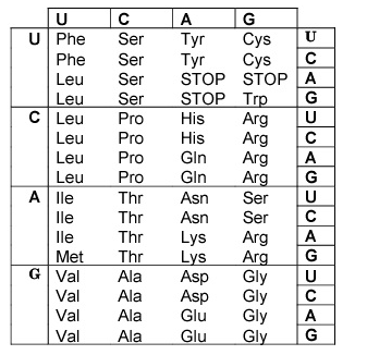 Below is part of the DNA sequence for the funny gene | Chegg.com