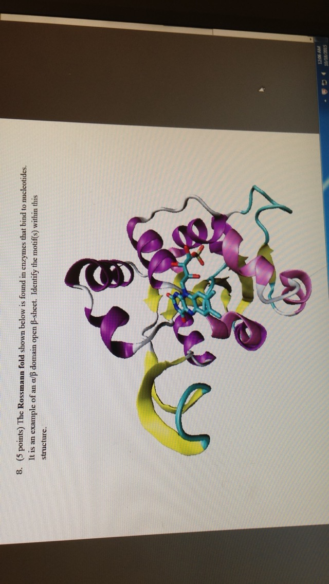 Solved The Rossmann fold shown below is found in enzymes | Chegg.com
