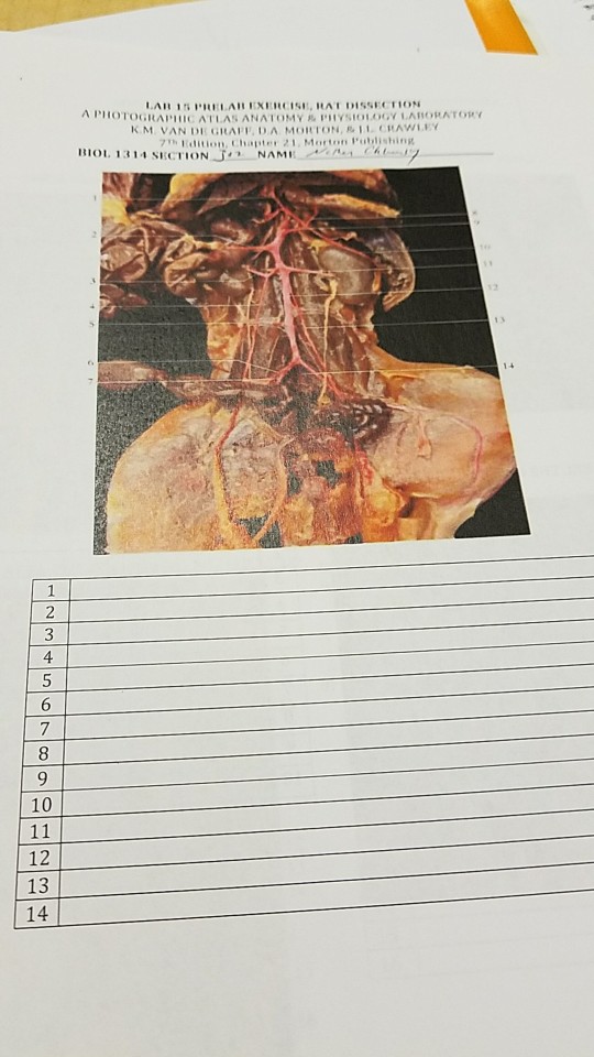 Lab 15 Pre Lab Exercise Rat Dissection A Photographic Chegg