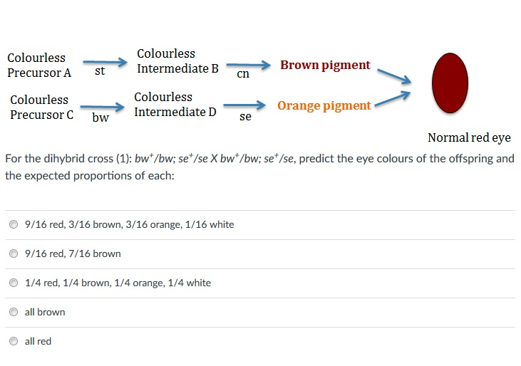 Solved predict the eye color of the offspring and the | Chegg.com