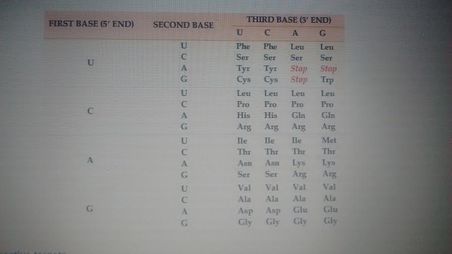 Solved The coding strand of a DNA segment has the | Chegg.com
